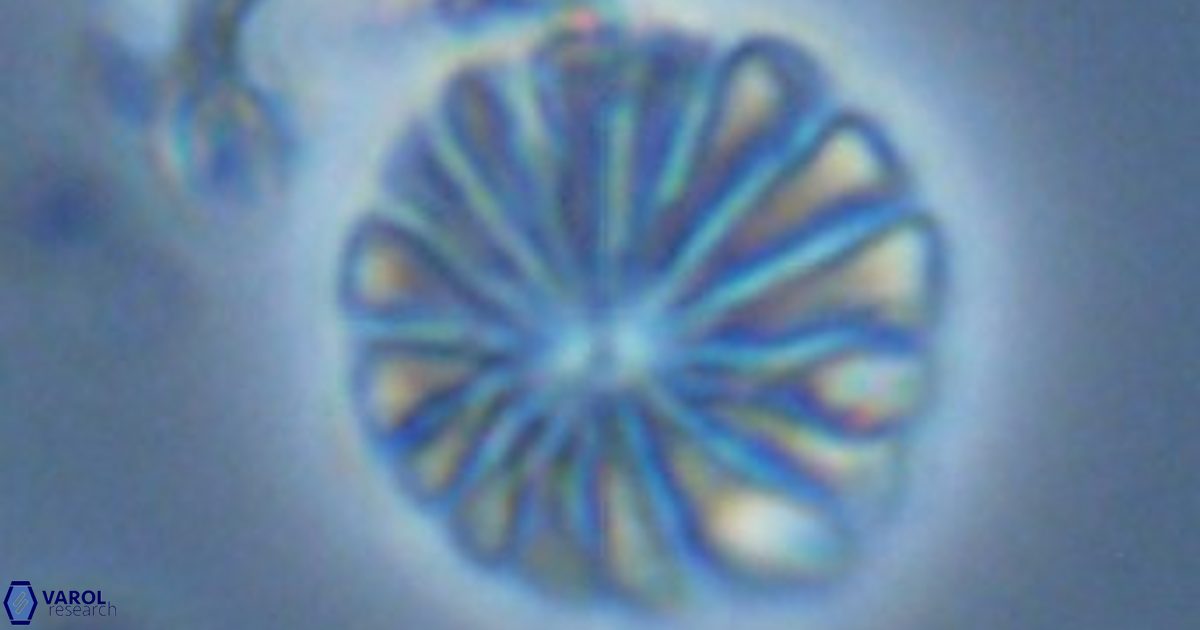 Varol Research | Search Taxonomy