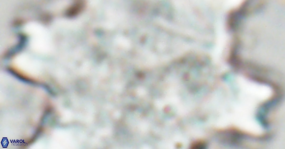 Varol Research | Discoaster soyhanii